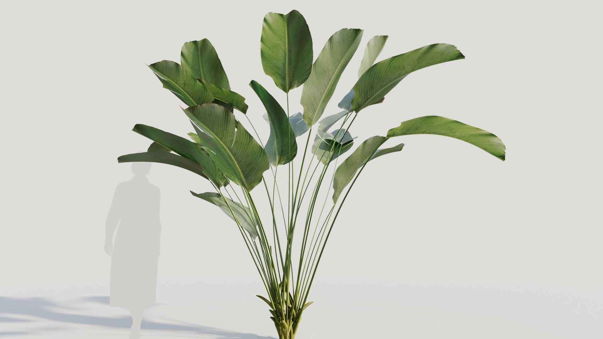 3D Calathea Lutea A - TurboSquid 2178261