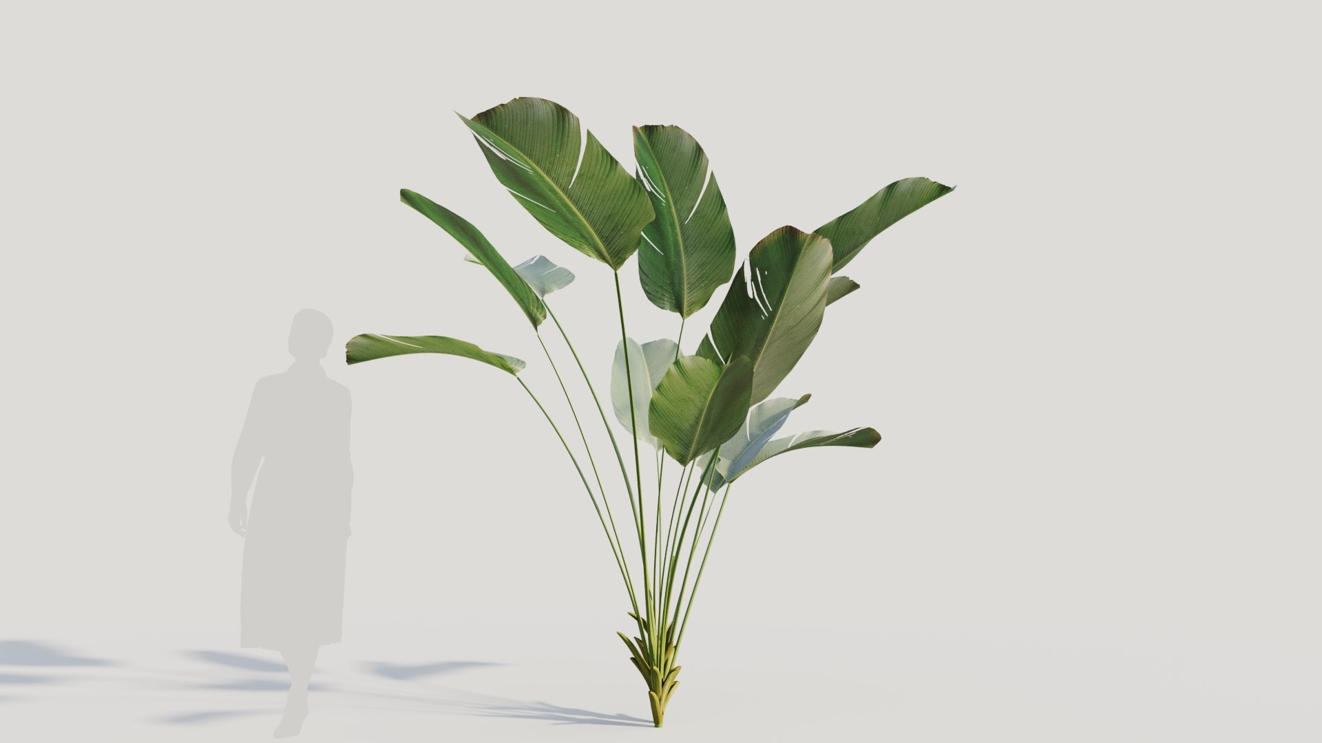 3D Calathea Lutea A - TurboSquid 2178261