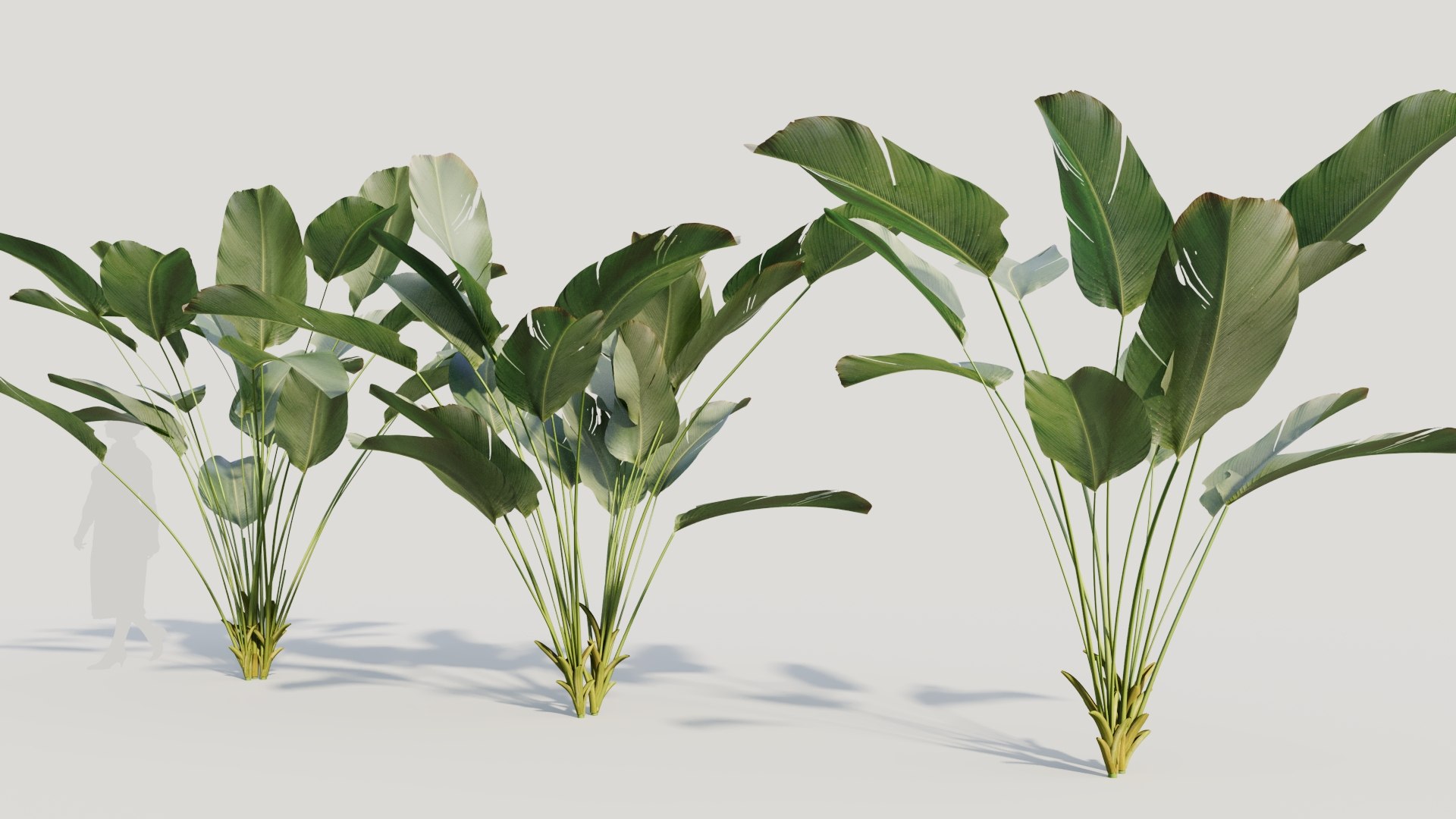 3D Calathea Lutea A - TurboSquid 2178261