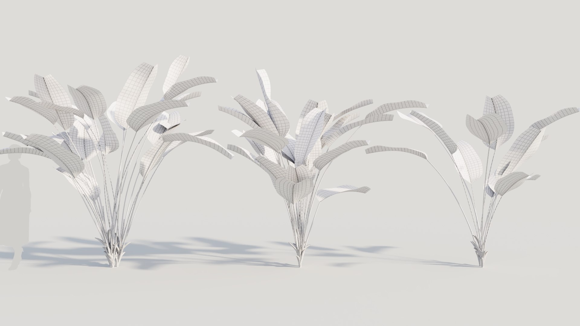 3D Calathea Lutea A - TurboSquid 2178261