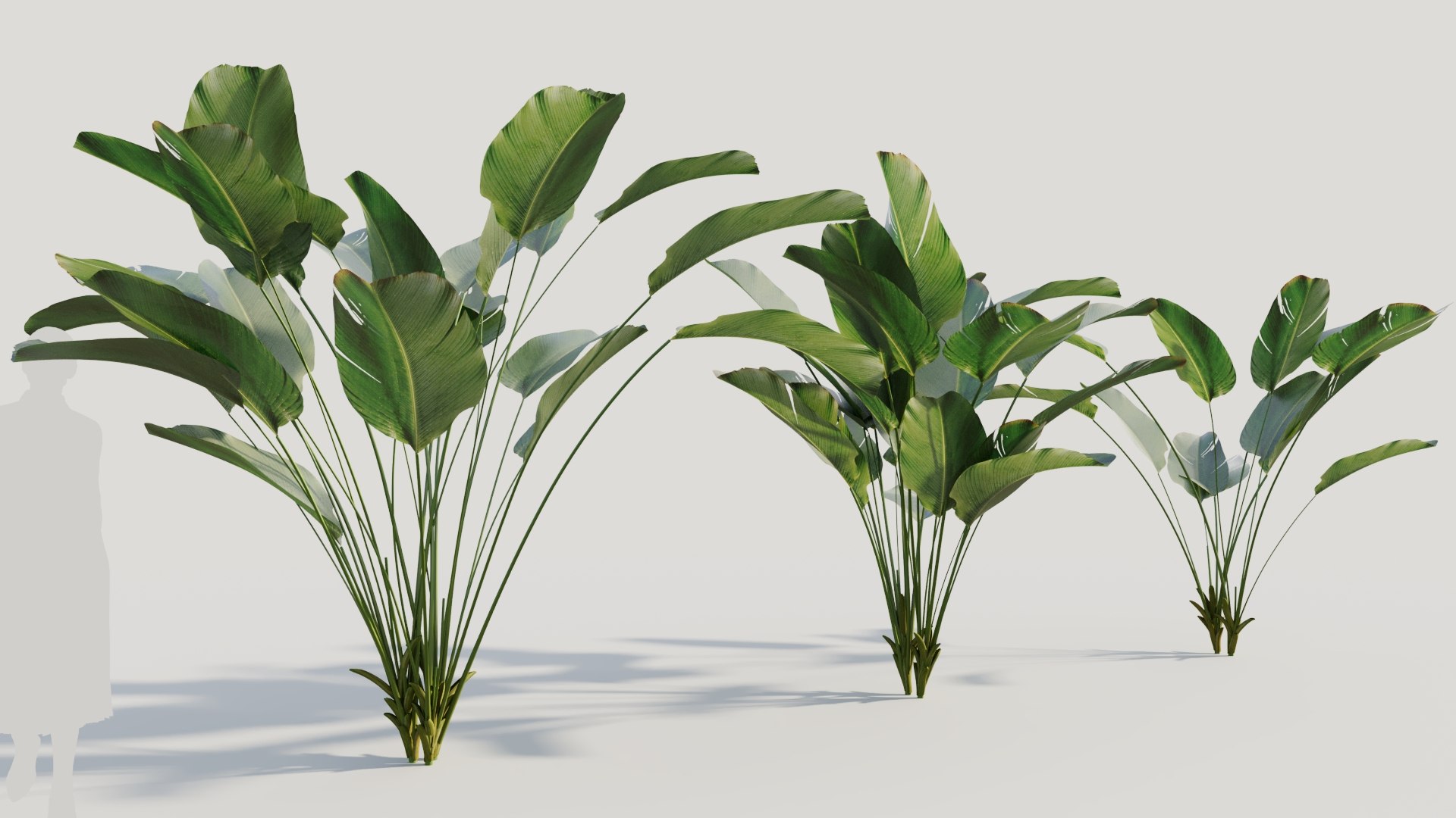 3D Calathea Lutea A - TurboSquid 2178261