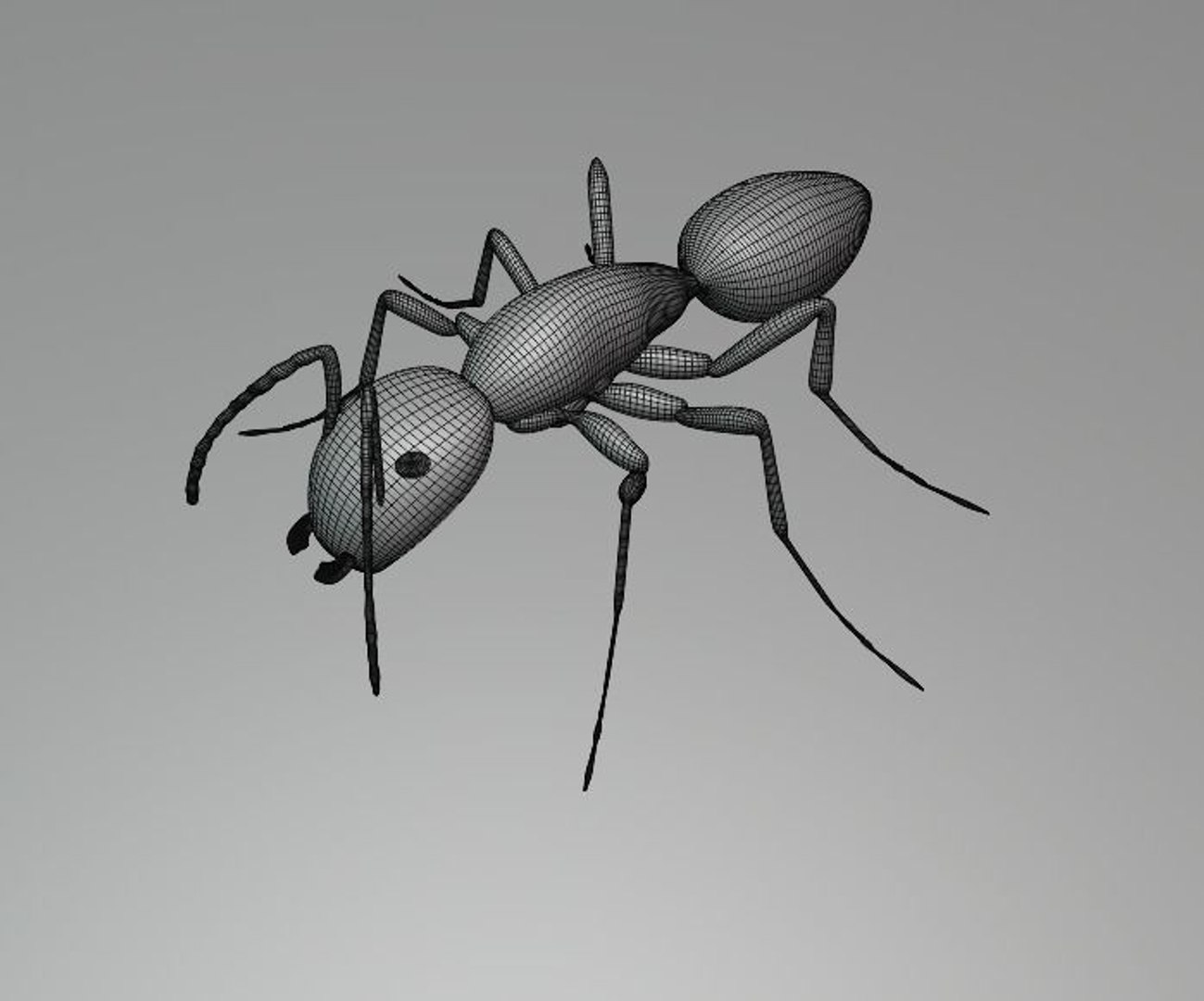 Ant 3D Model - TurboSquid 2133530