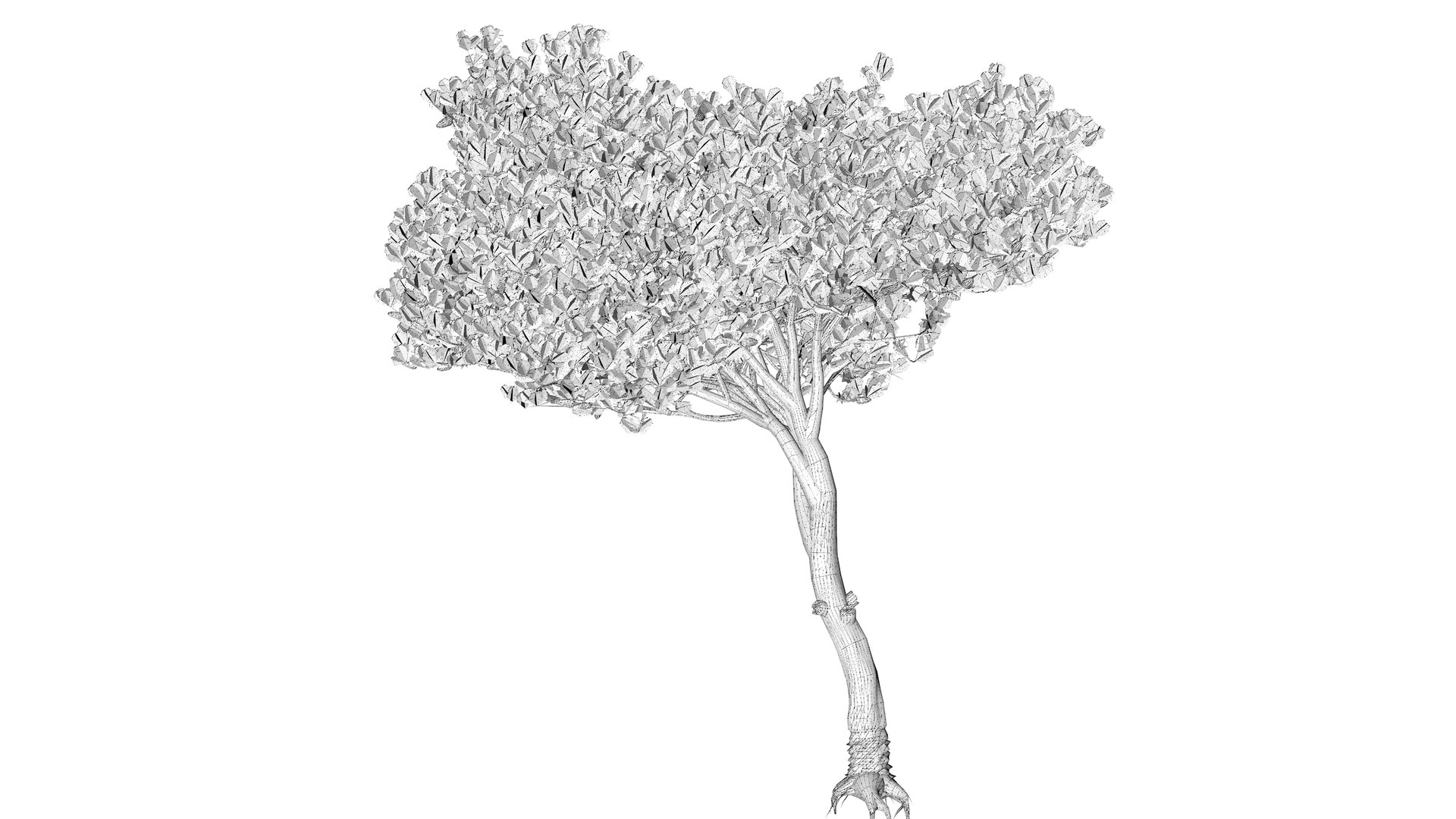 3D Italian Stone Pine Tree - TurboSquid 1354085