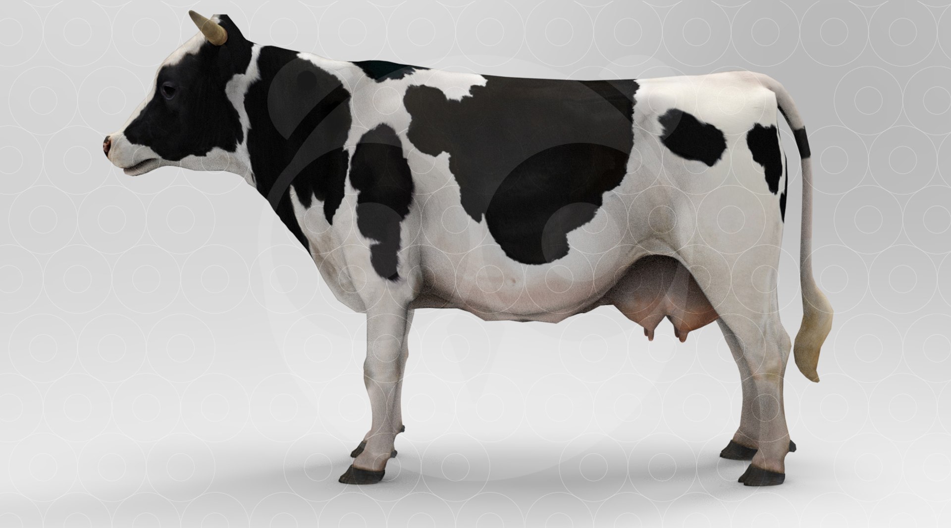 3D Milk Cow - Animated Model - TurboSquid 2110186