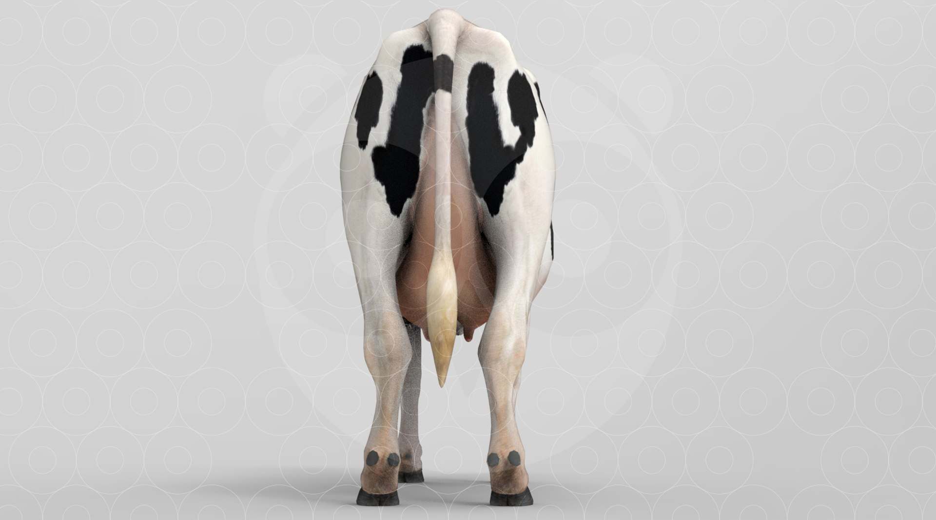 3D Milk Cow - Animated Model - TurboSquid 2110186