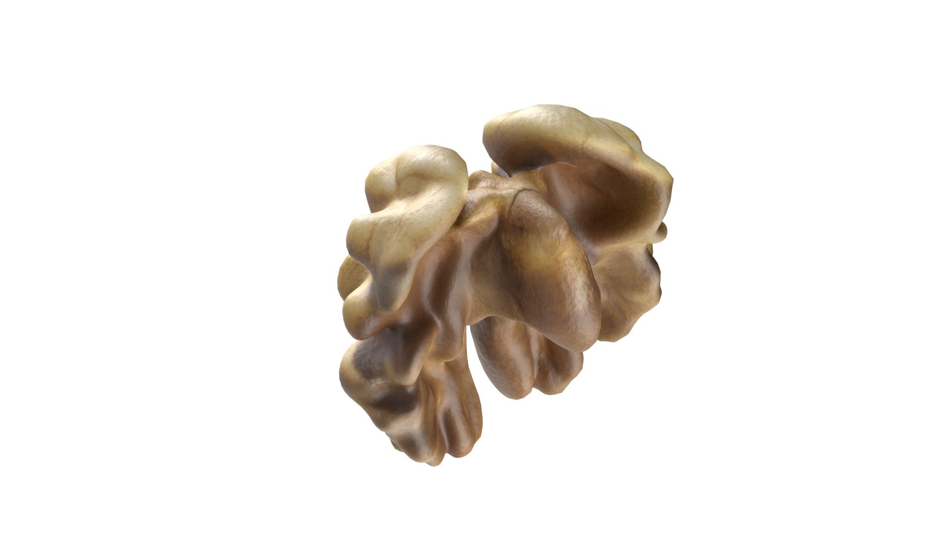 3D Walnut Kernel V3 - TurboSquid 2397362