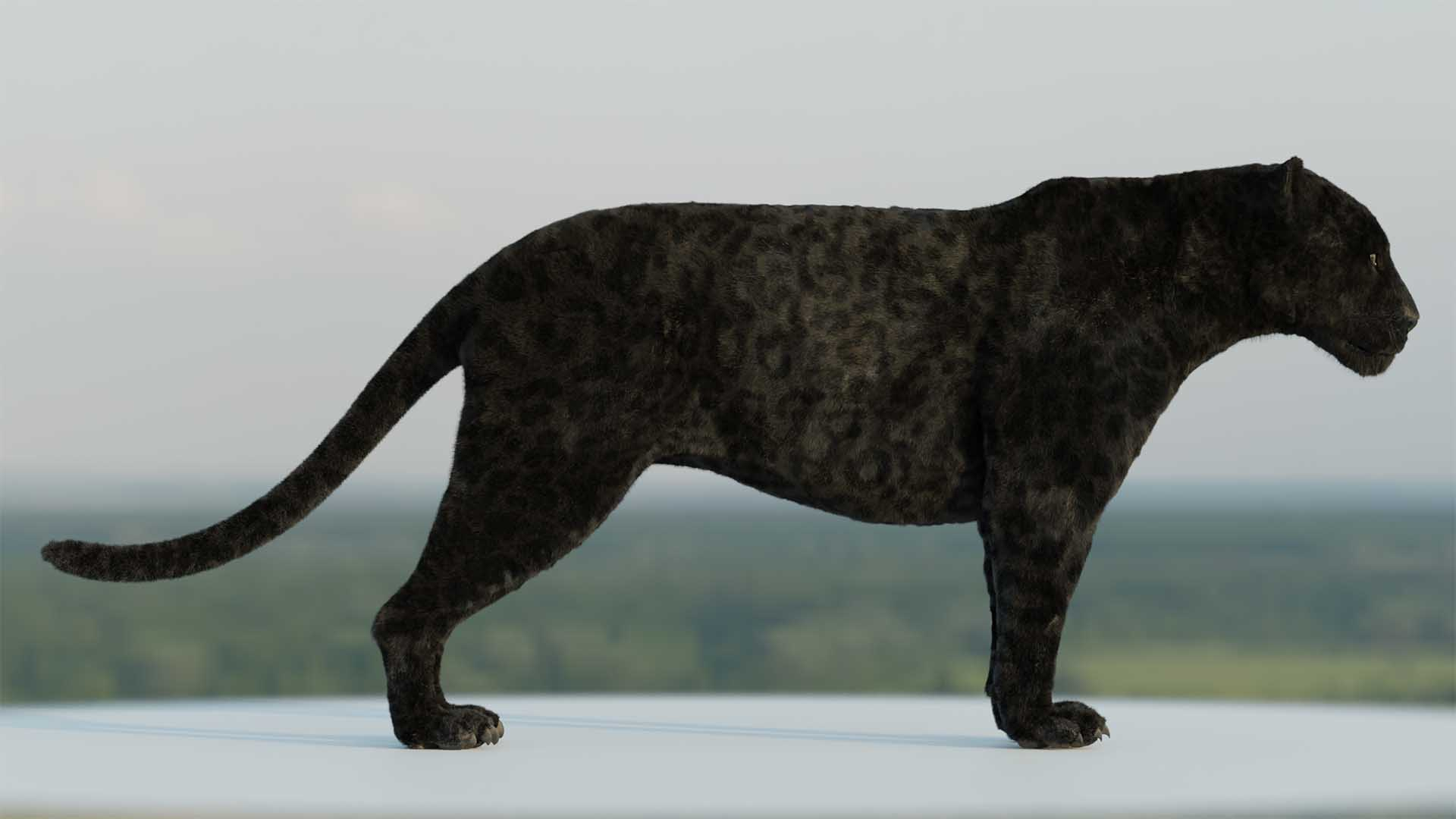 3D Model Panther 3D Blender - TurboSquid 2296937