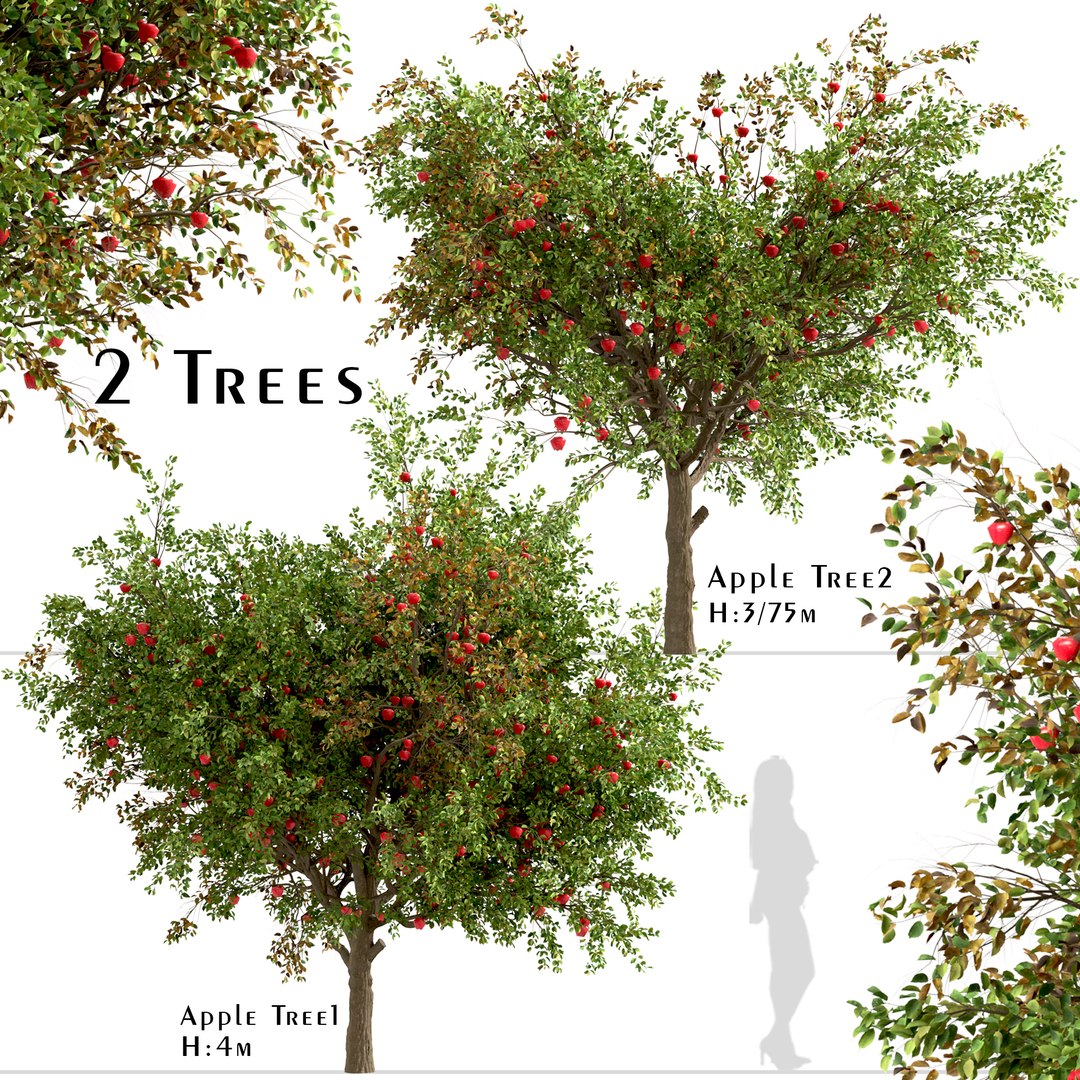 Set Of Apple Or Malus Domestica Tree - 2 Trees 3D Model - TurboSquid ...