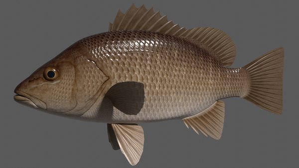 Mangrove red snapper 3D model - TurboSquid 1753181
