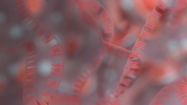 rna medical scientific 3d model
