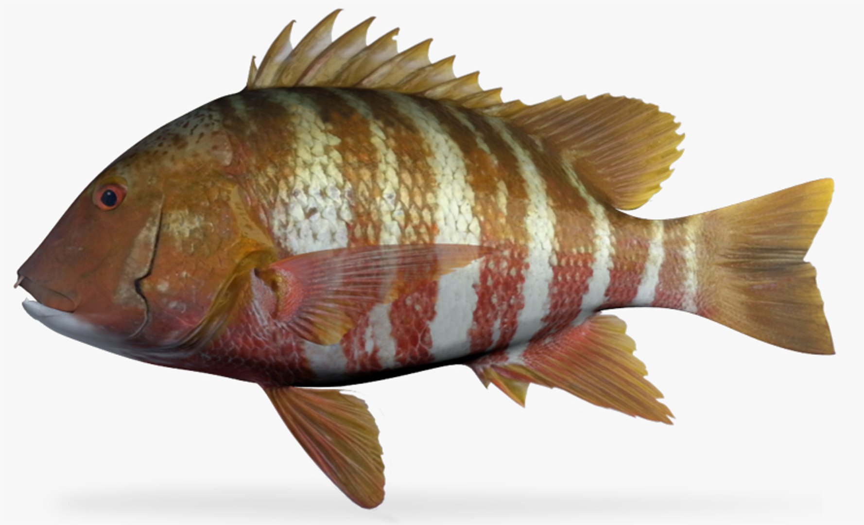3d Barred Pargo Model