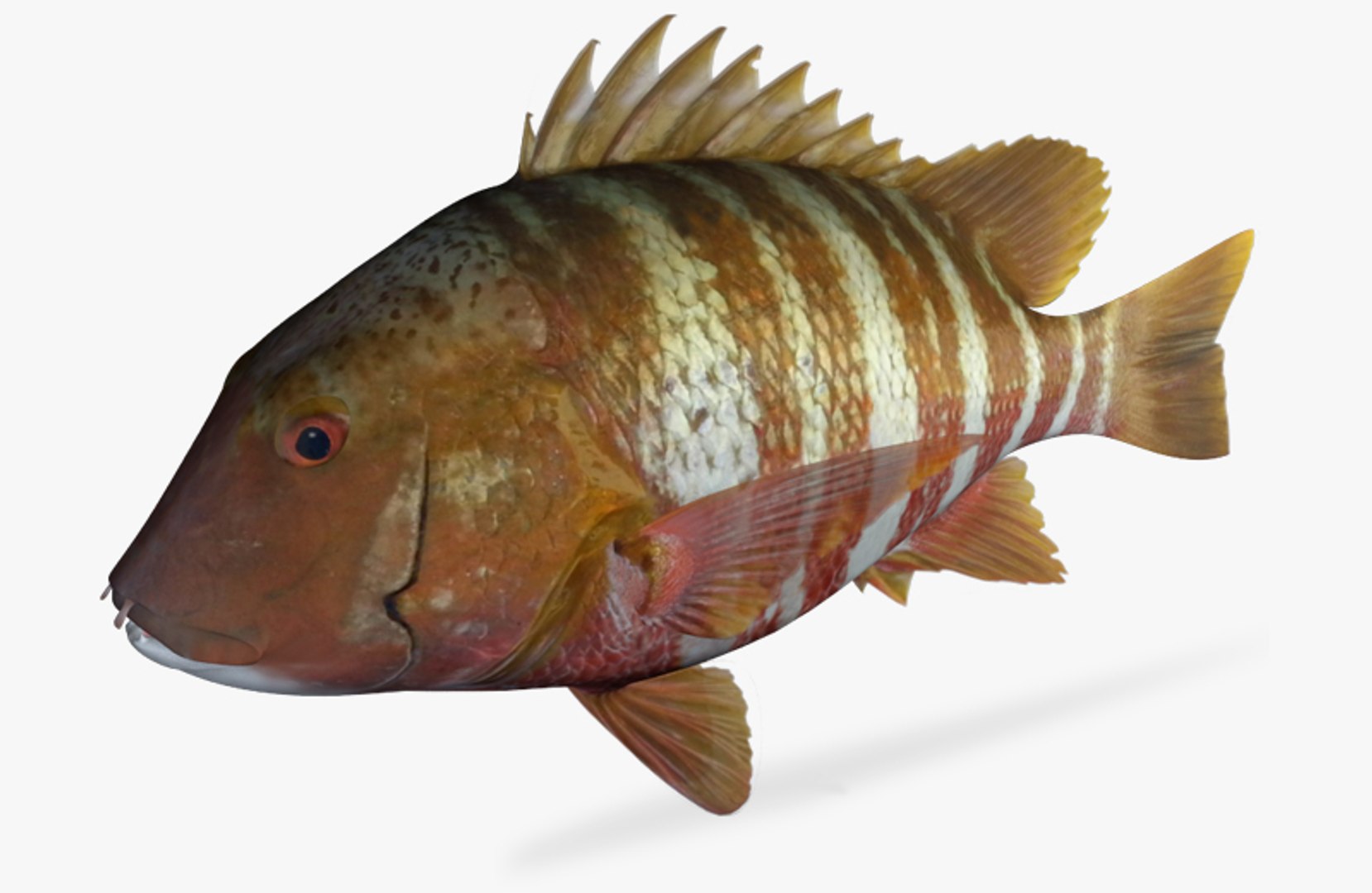 3d Barred Pargo Model