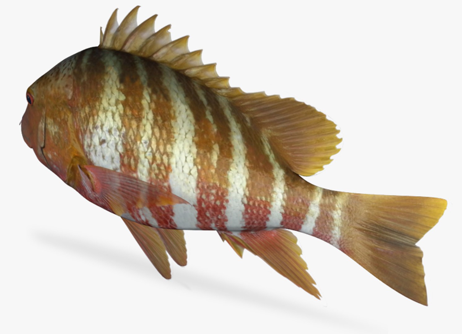3d Barred Pargo Model