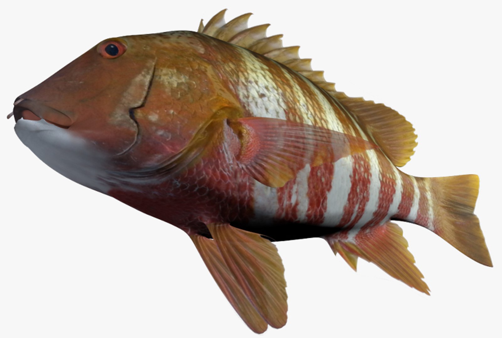 3d Barred Pargo Model