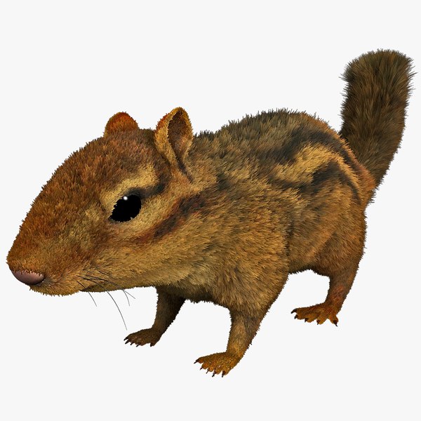 Chipmunk 3D Models for Download | TurboSquid