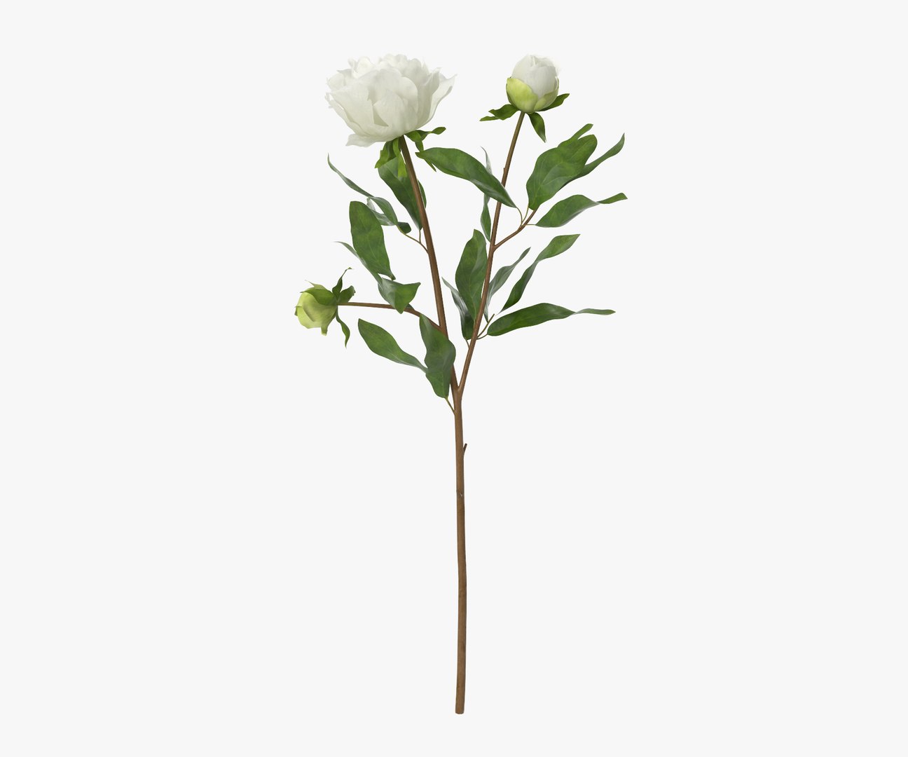 Peony Flower Stem Model - TurboSquid 2074345
