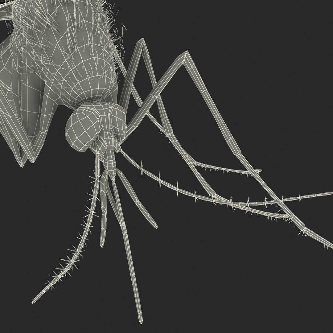 Mosquito Nature 3d Model