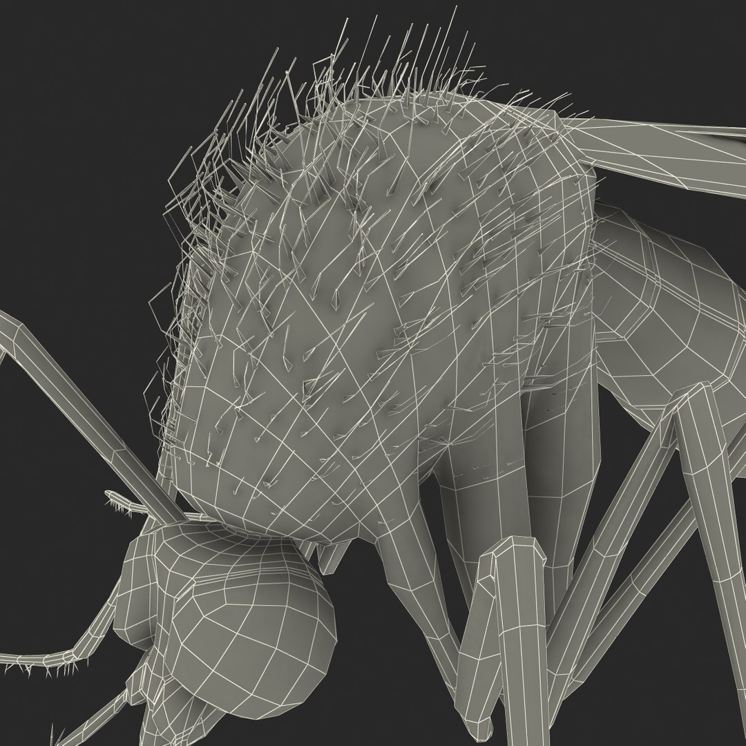 Mosquito Nature 3d Model