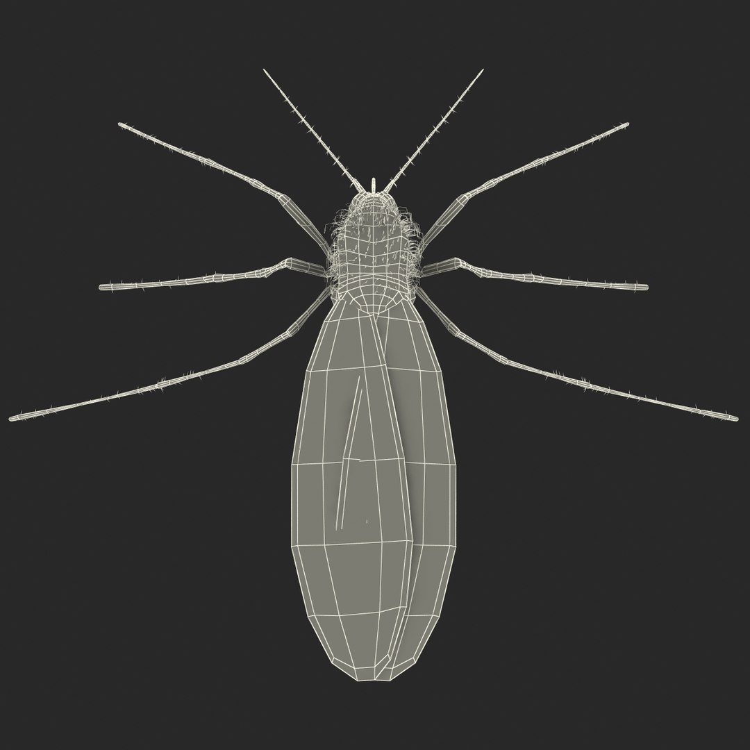 Mosquito Nature 3d Model