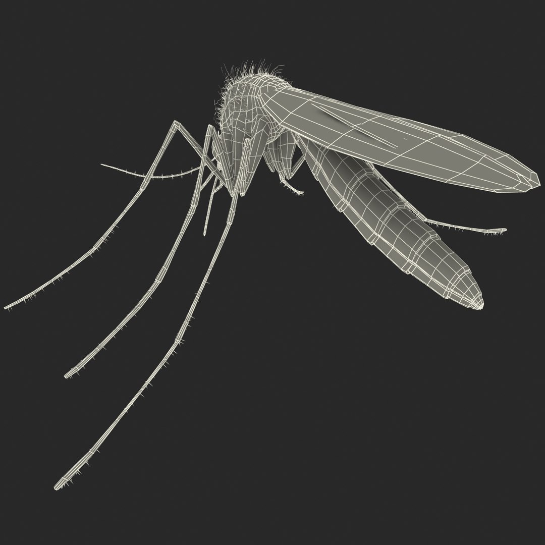 Mosquito Nature 3d Model