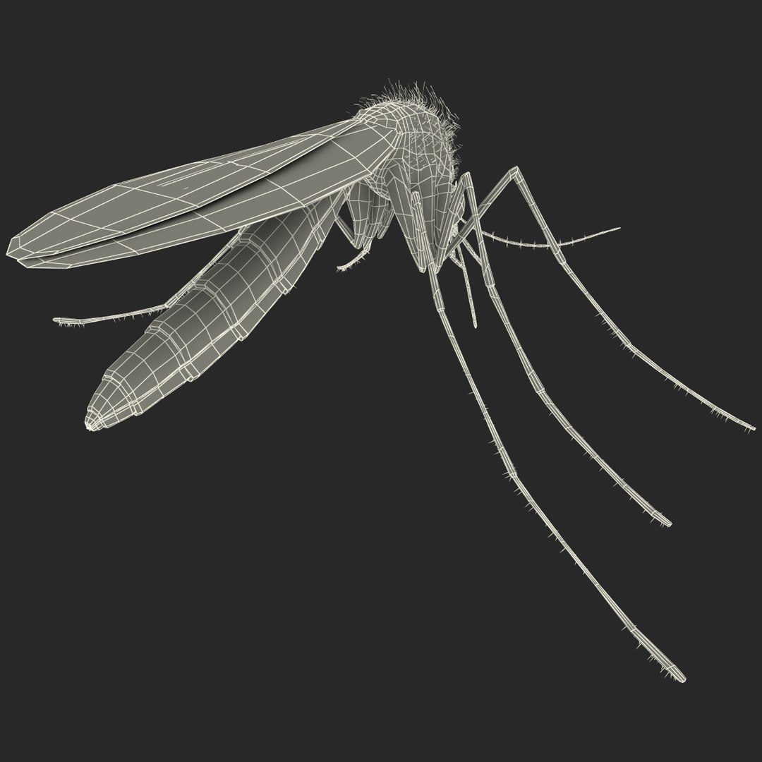 Mosquito Nature 3d Model