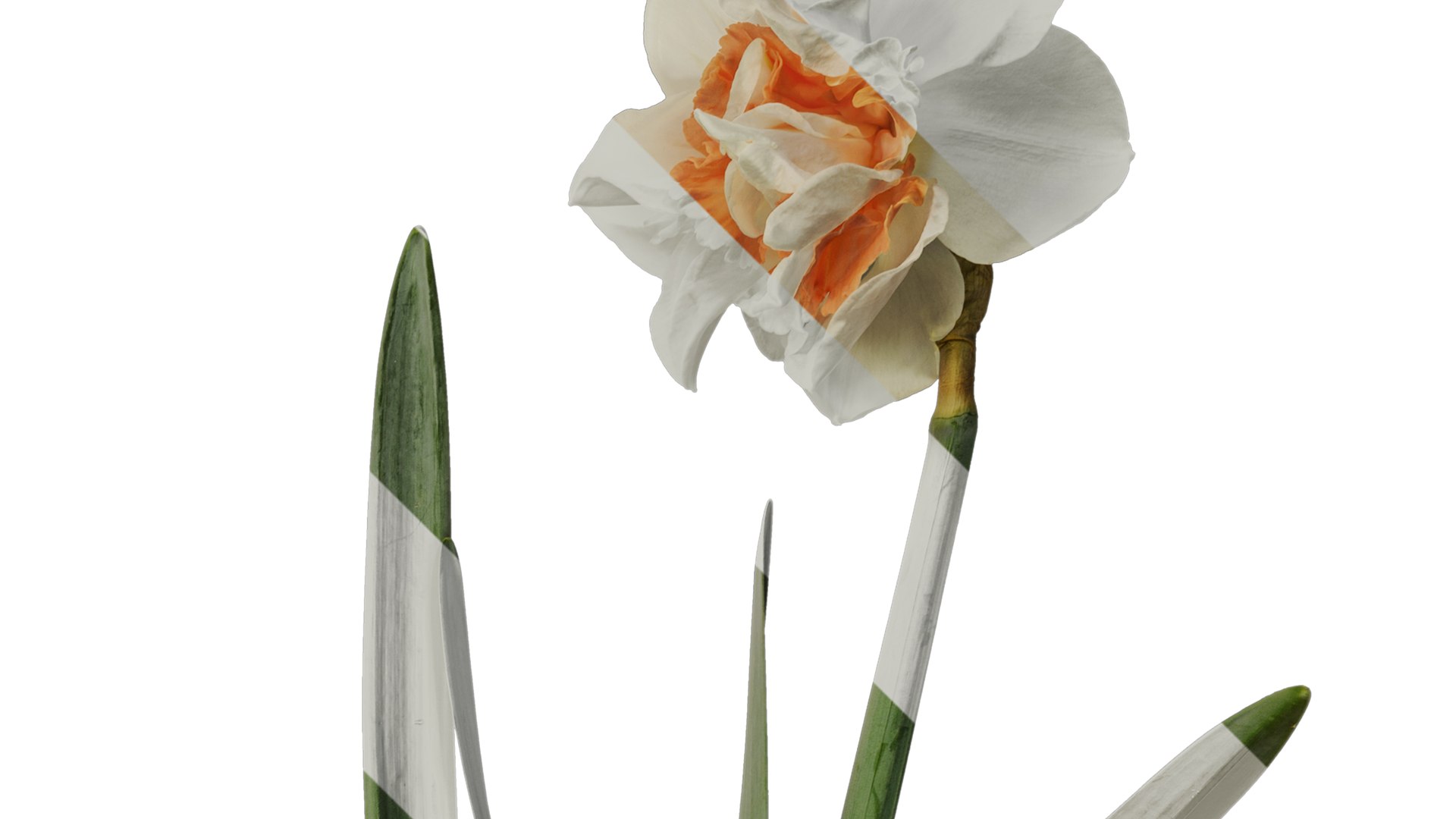 3D Anydrafts Narcissus Pseudonarcissus Atlas 02 Textures - TurboSquid ...