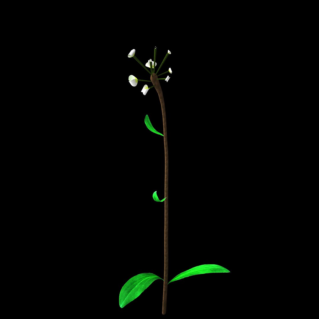 Flowers Open Animation 3D - TurboSquid 1562063