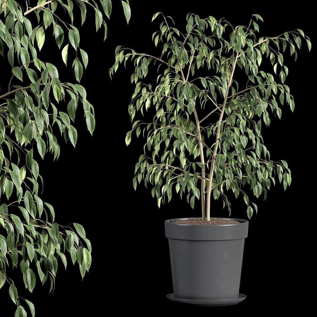 3D Ficus Benjamin Set - TurboSquid 1873825