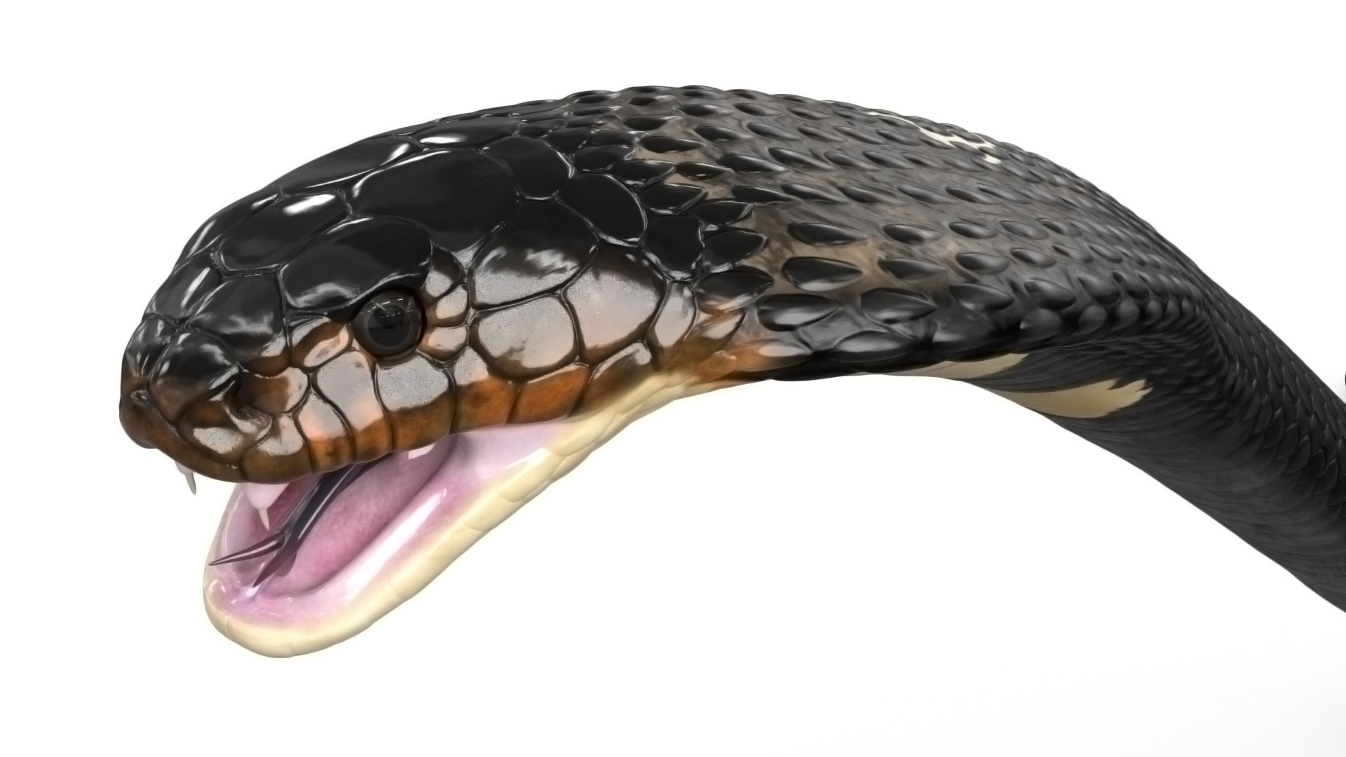 Attack Dark Skin Cobra Animated Rigged 3D Model - TurboSquid 2413248