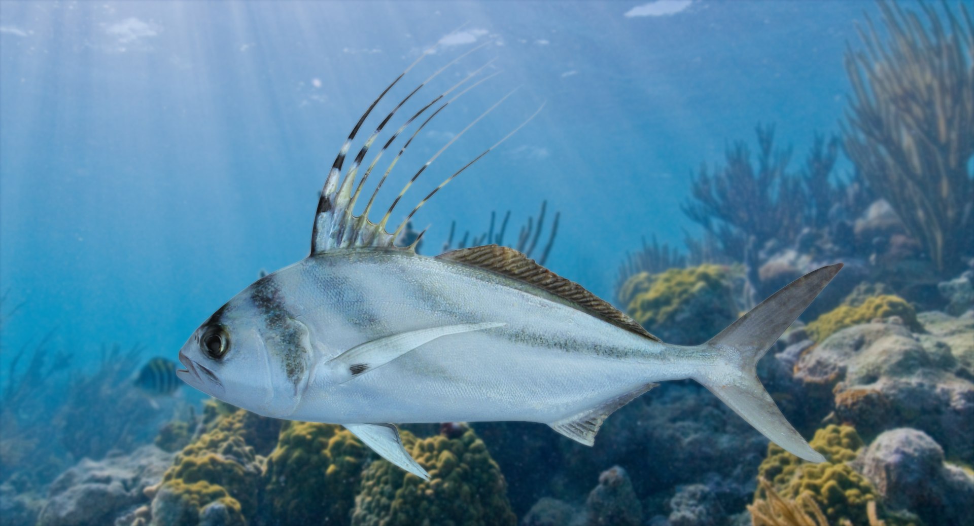 Rooster Fish Underwater