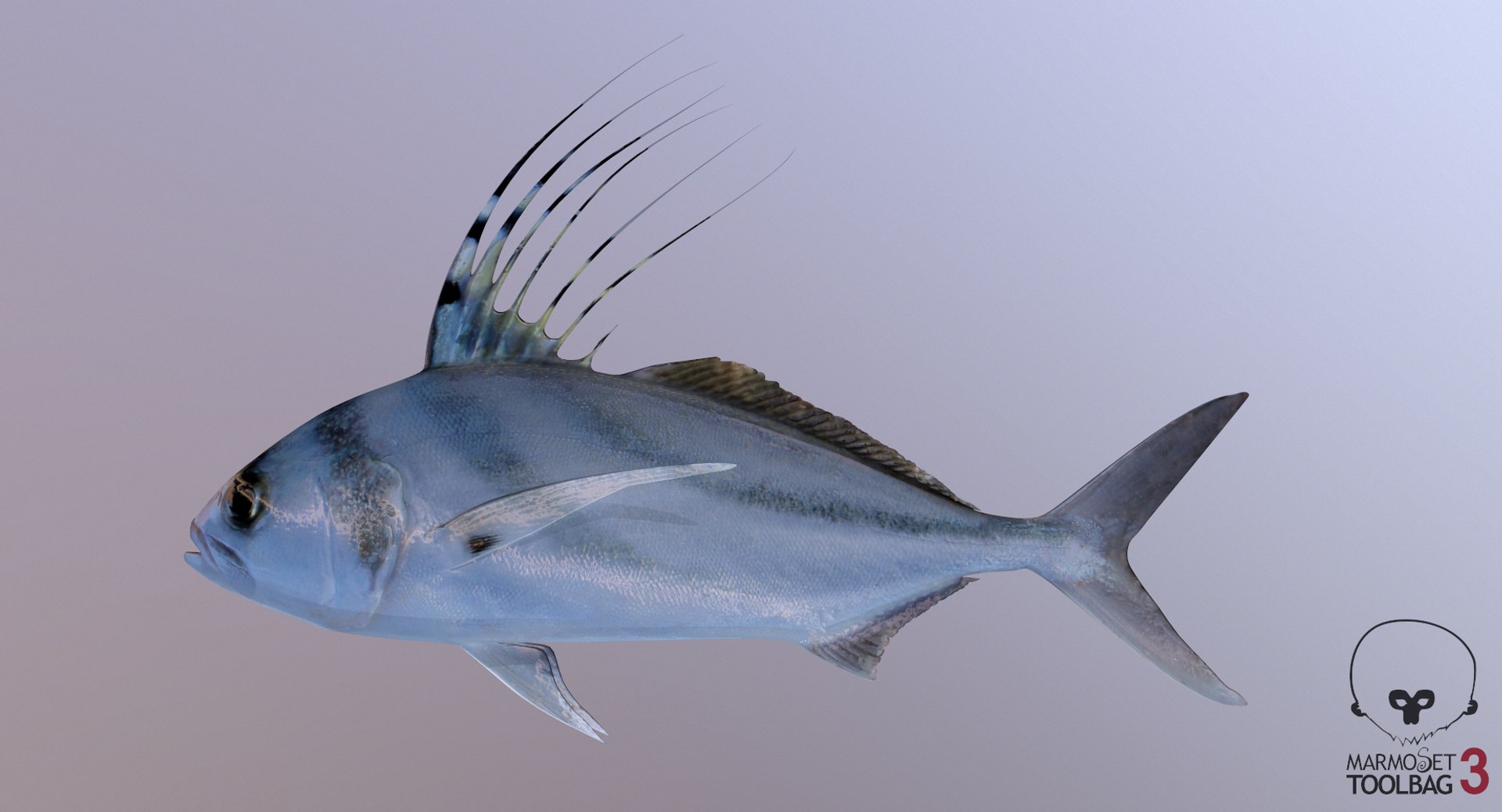 Roosterfish Pbr 3D Model - TurboSquid 1280920