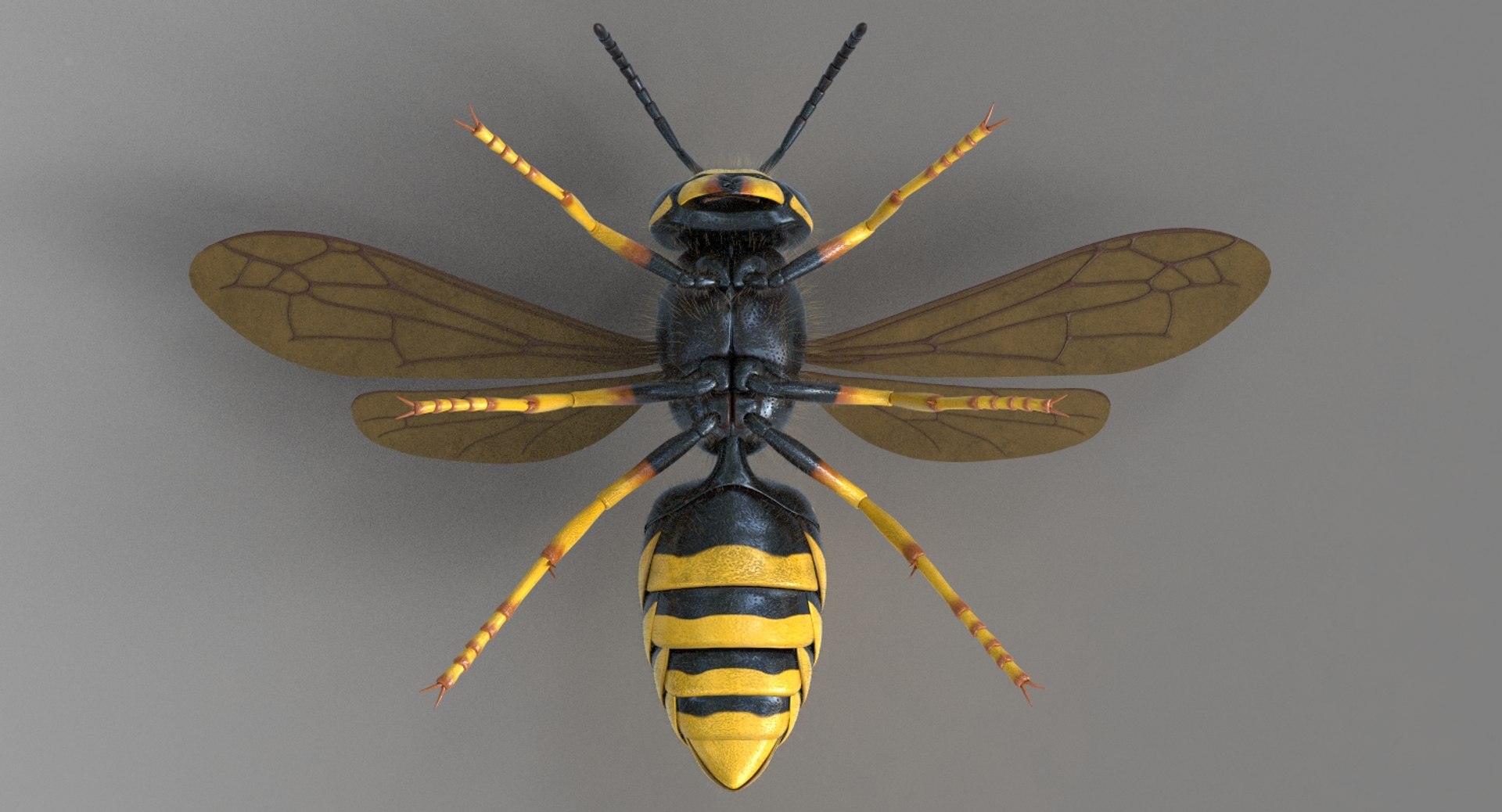 Realistic Wasp 3D Model - TurboSquid 1323287