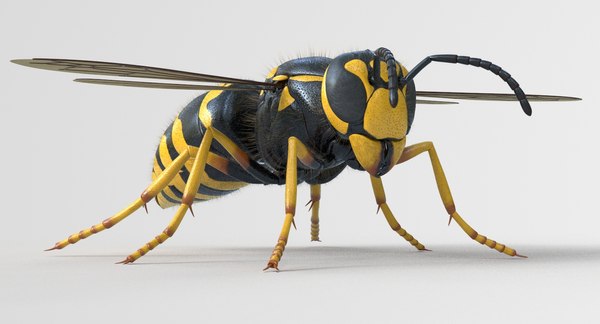 Realistic wasp 3D model - TurboSquid 1323287