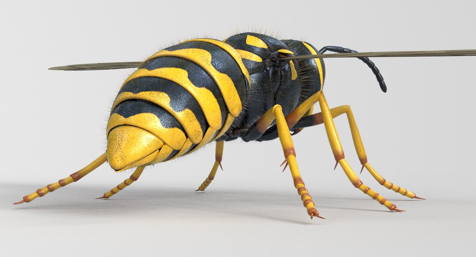 Realistic Wasp 3D Model - TurboSquid 1323287