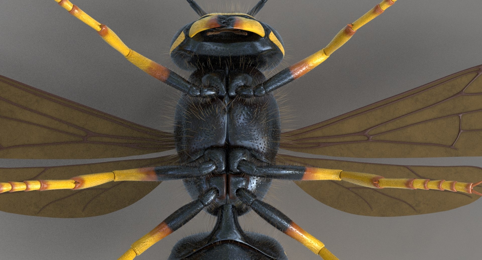 Realistic Wasp 3D Model - TurboSquid 1323287