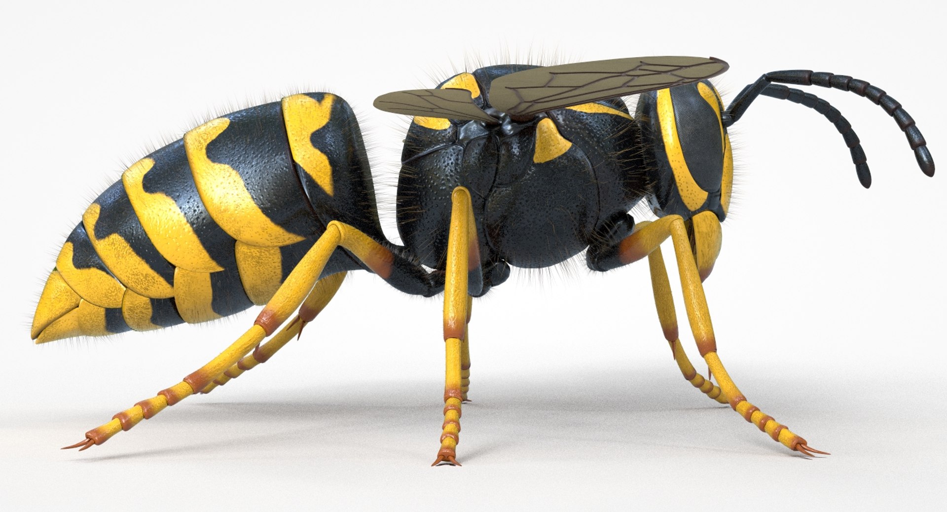 Realistic Wasp 3D Model - TurboSquid 1323287
