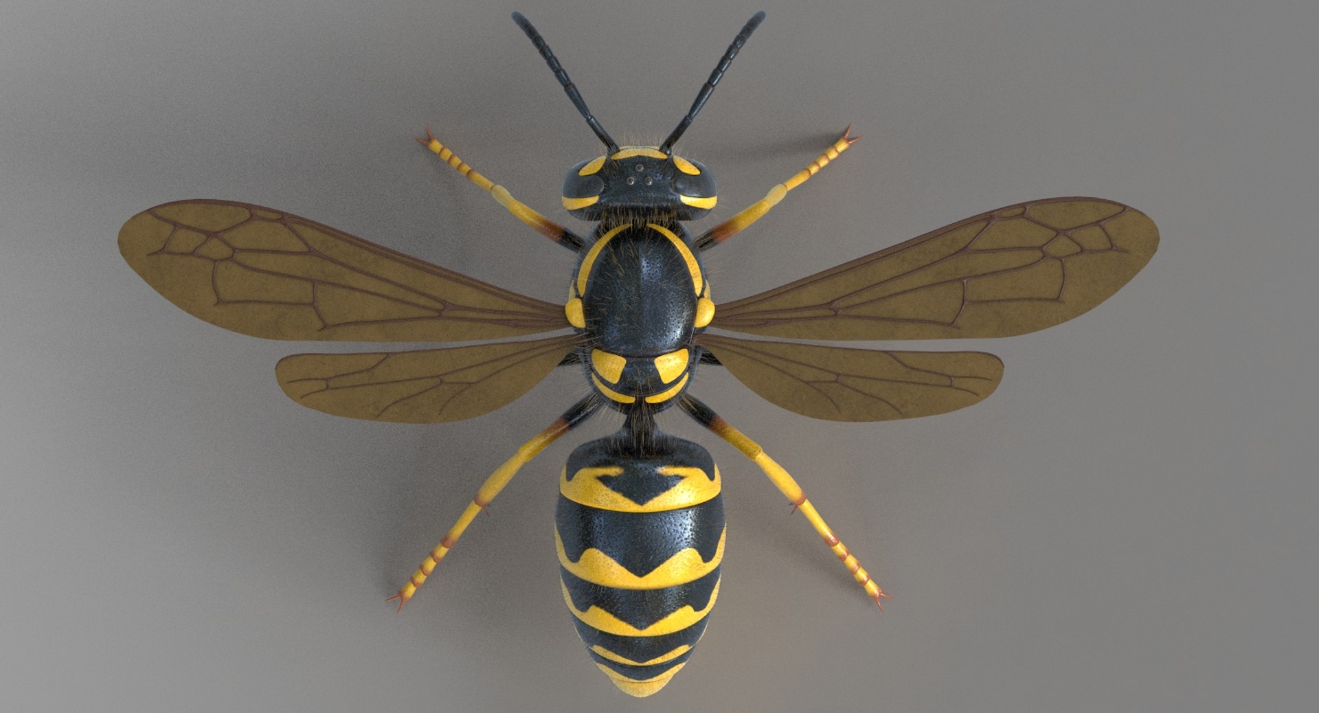 Realistic Wasp 3D Model - TurboSquid 1323287