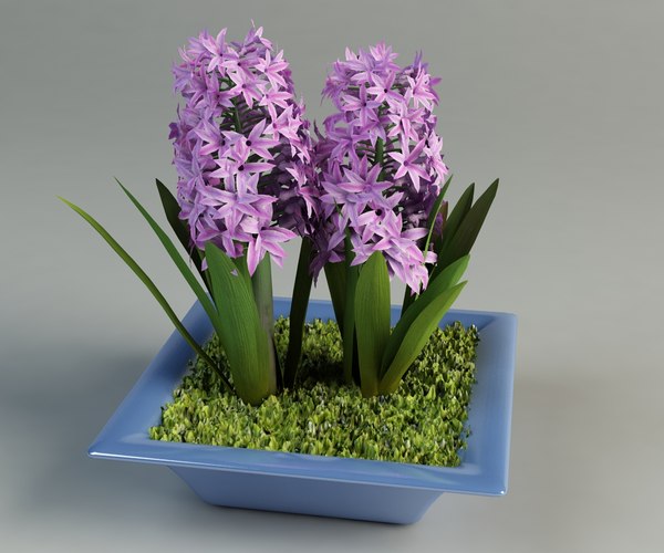 hyacinth pot 3d model