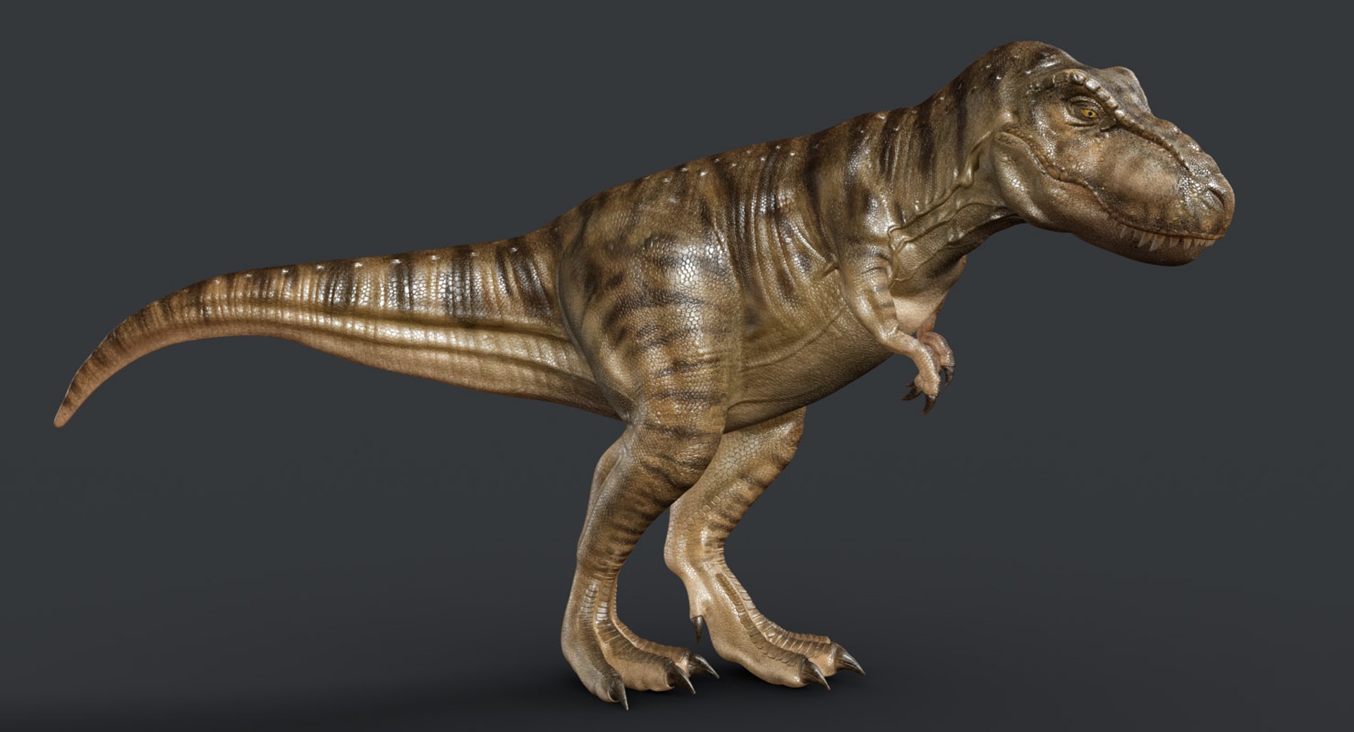 tyrannosaurus rex trex animation 3d model