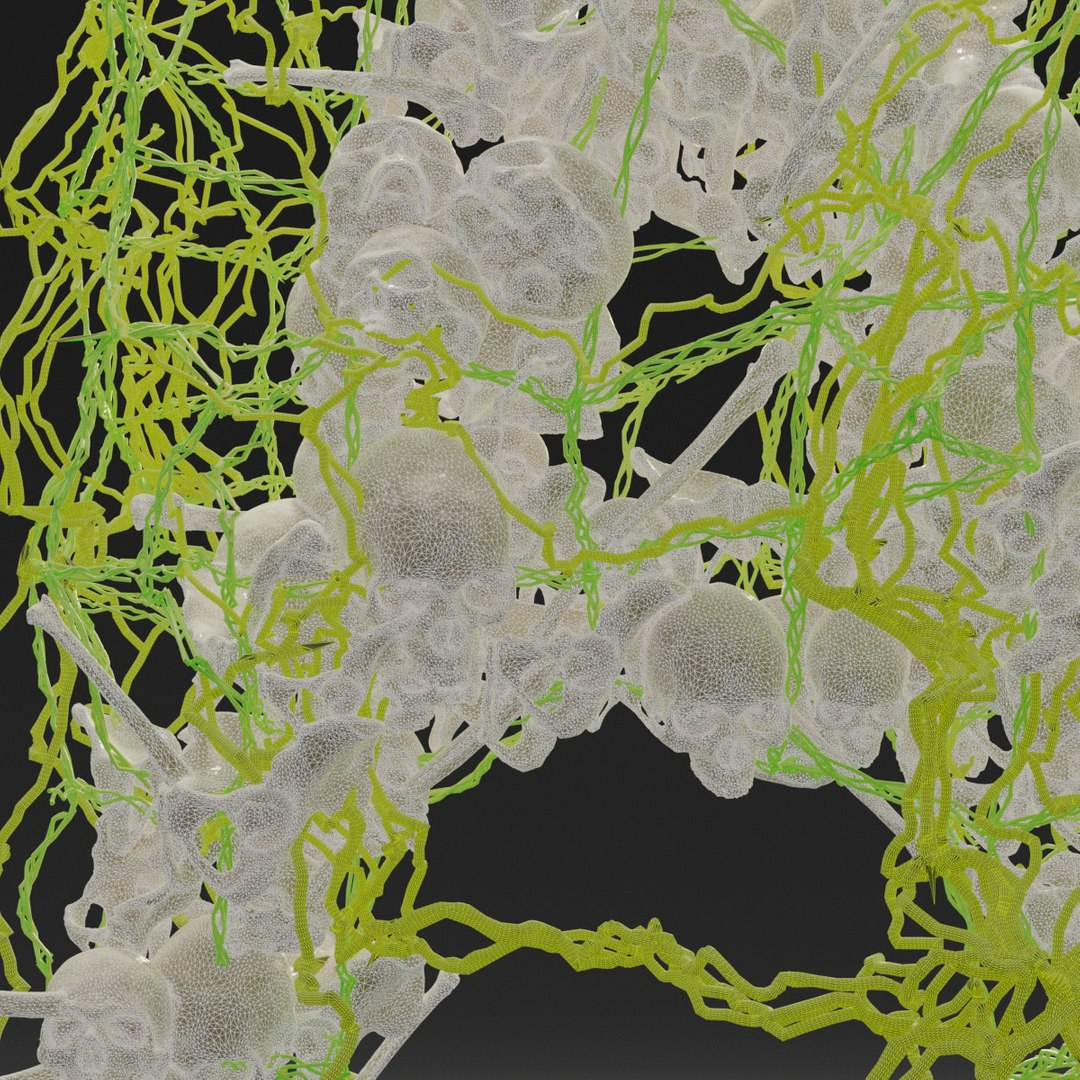 Letter R Bones Skeleton 3D - TurboSquid 1546267