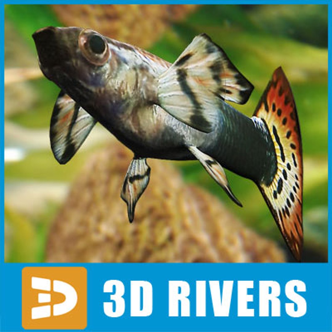 3d Model Guppy Fish