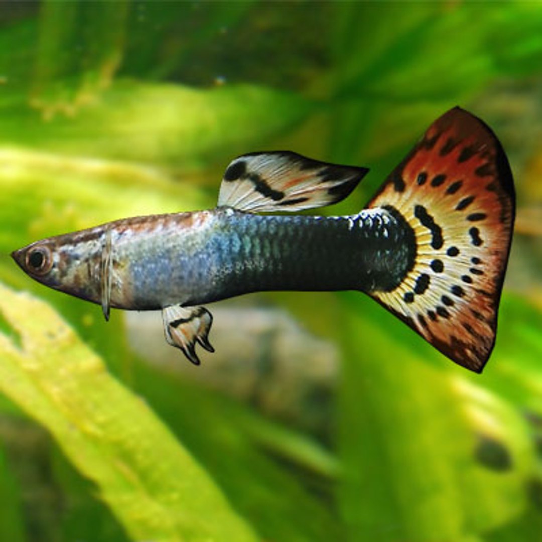 3d Model Guppy Fish