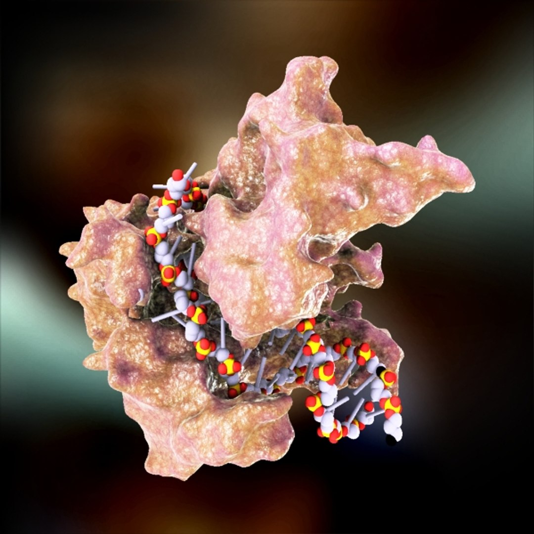 3d Model Rna Polymerase Protein
