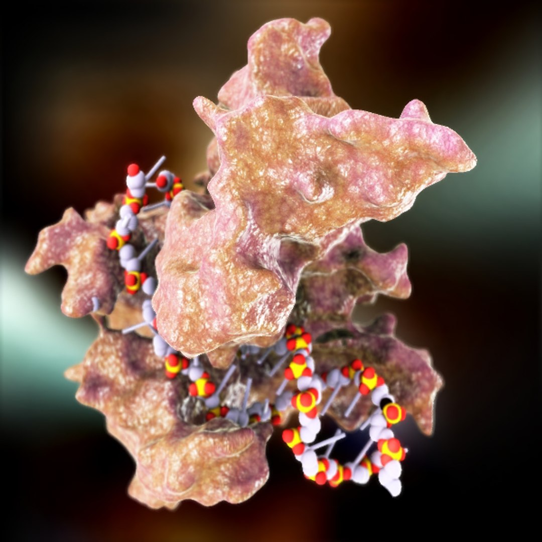 3d Model Rna Polymerase Protein