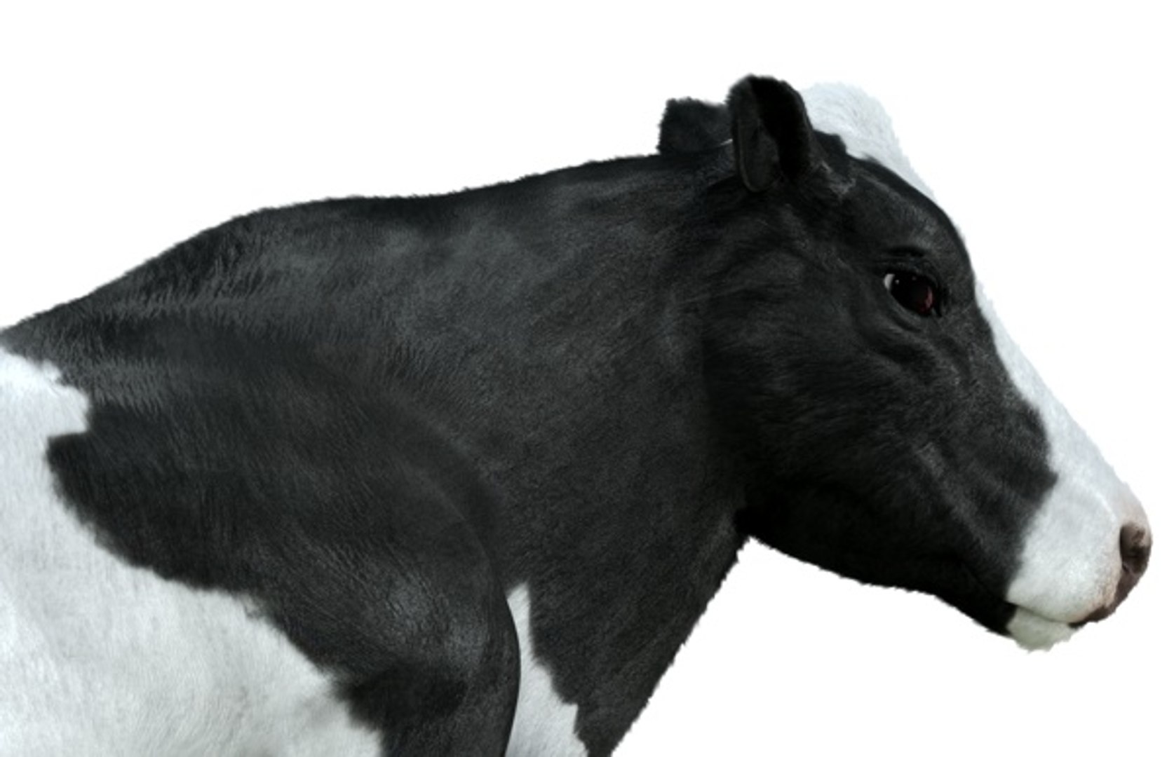 Cow Animal Realistic 3d Model