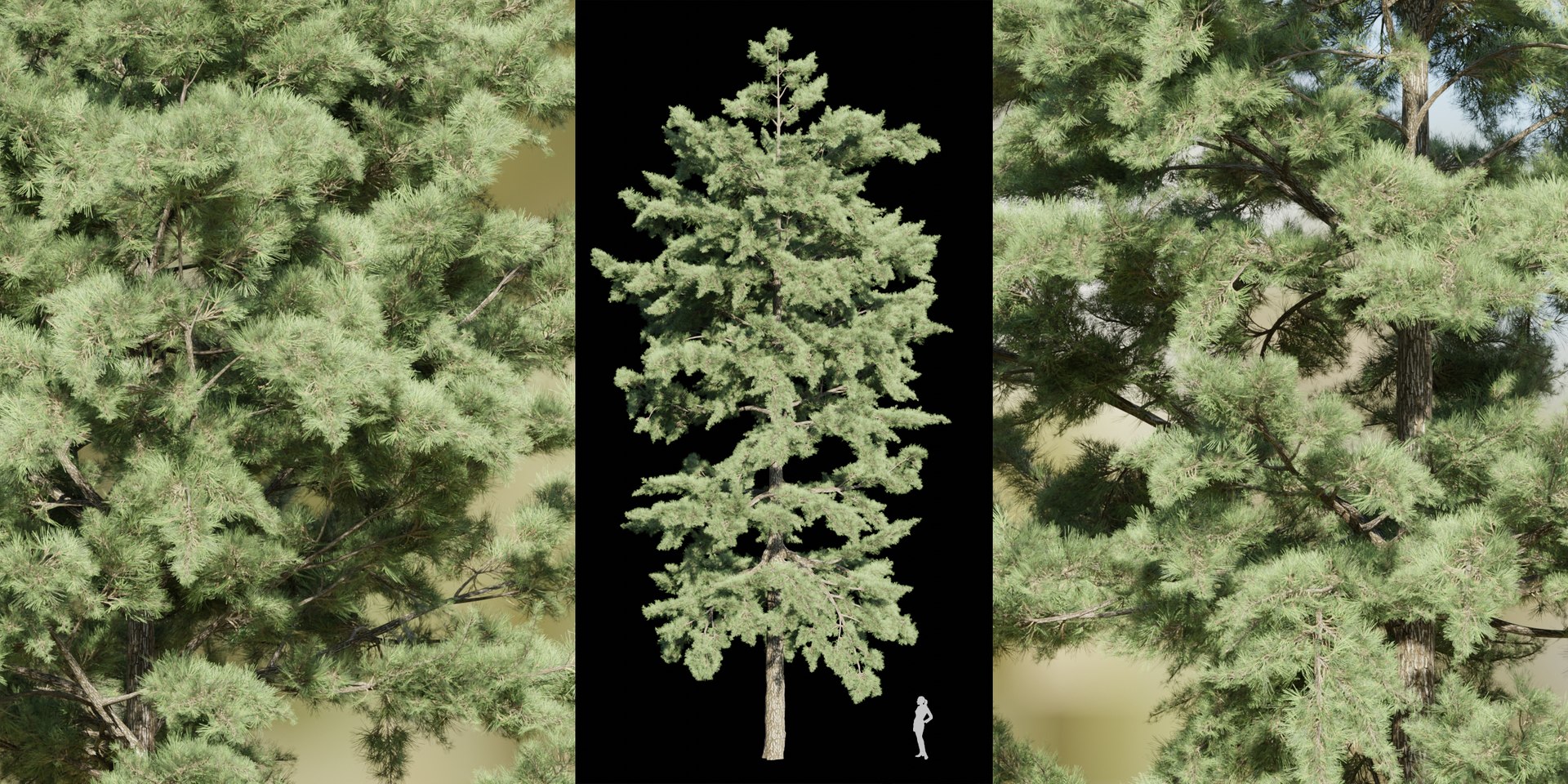 3D Conifer Trees Vol 92-Blender - TurboSquid 2133034