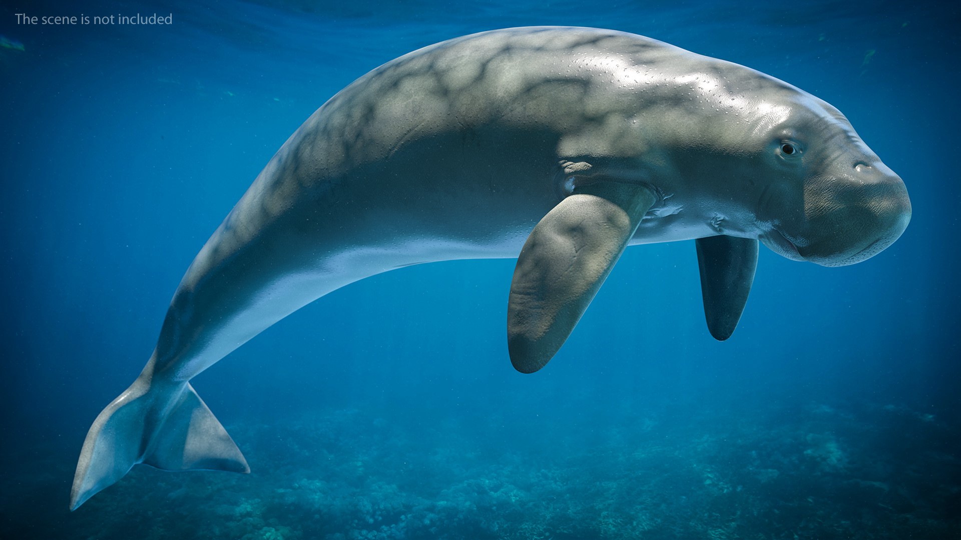 3D Dugong Swimming Pose Model - TurboSquid 1519004