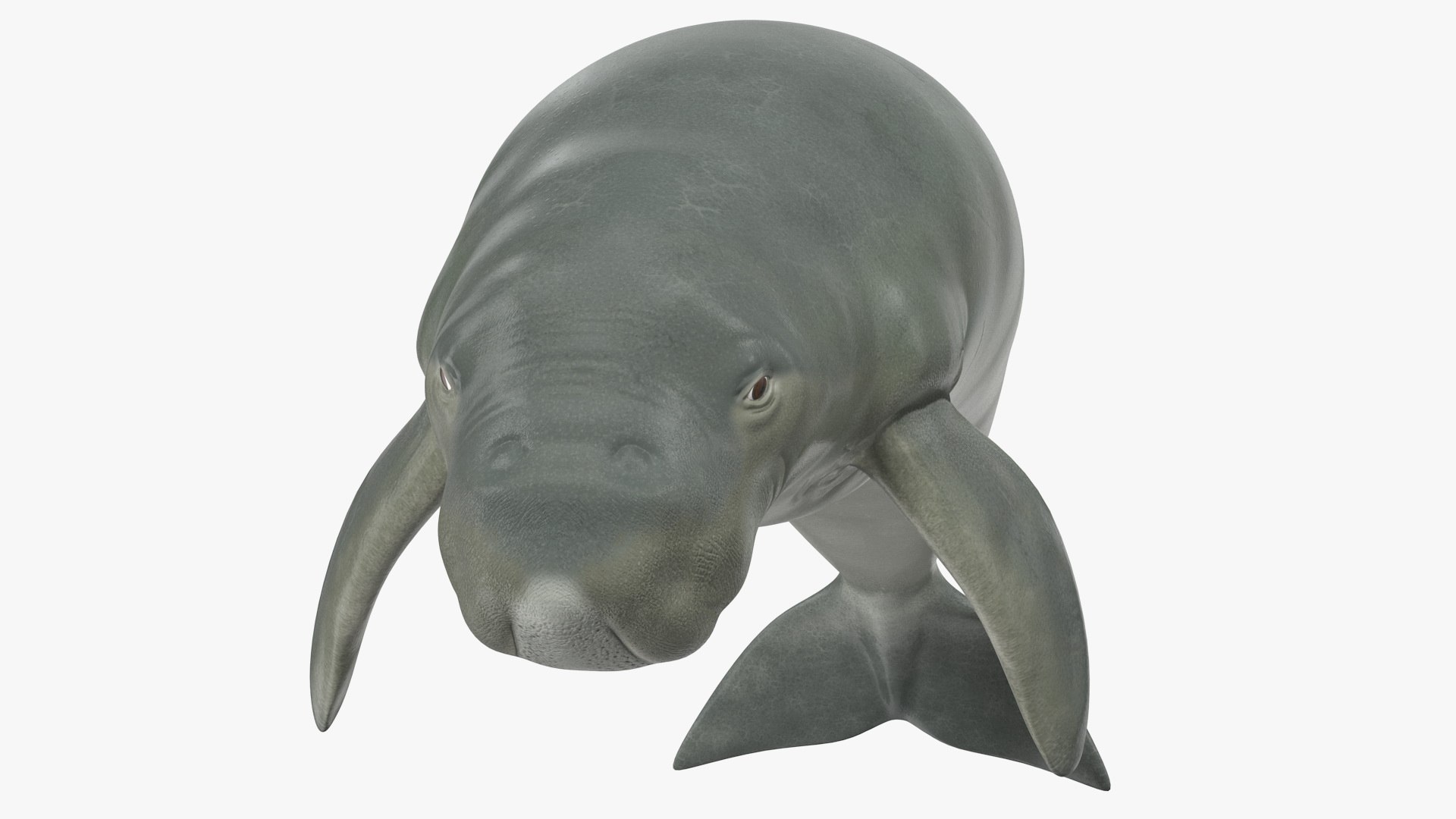3D Dugong Swimming Pose Model - TurboSquid 1519004