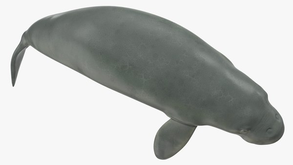 3D dugong swimming pose model - TurboSquid 1519004