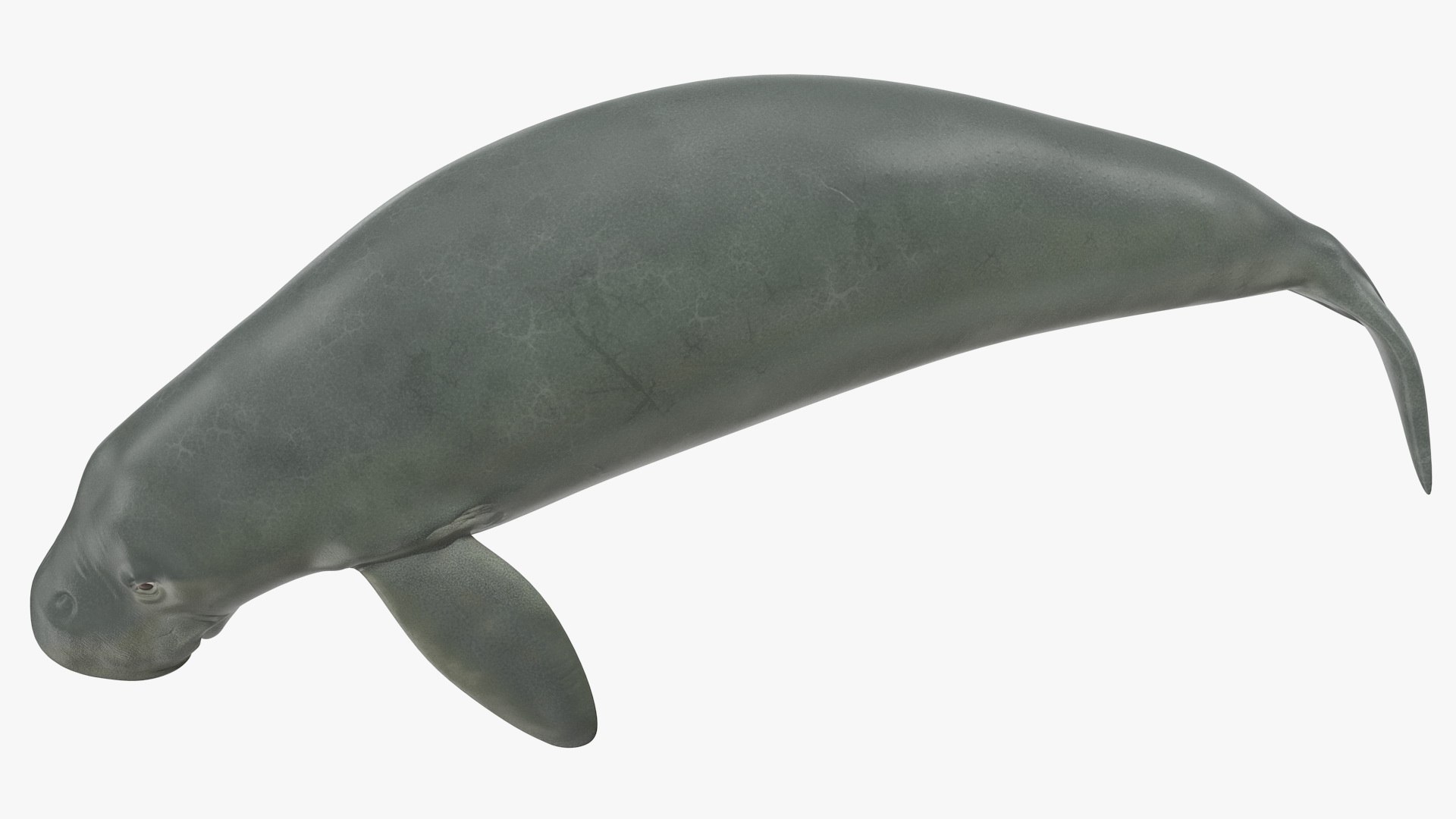 3D dugong swimming pose model - TurboSquid 1519004